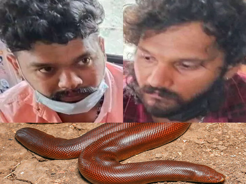 വോള്‍വോ ബസില്‍ ഇരുതലമൂരി: രണ്ട് യുവാക്കള്‍ പിടിയില്‍ – Chandrika Daily